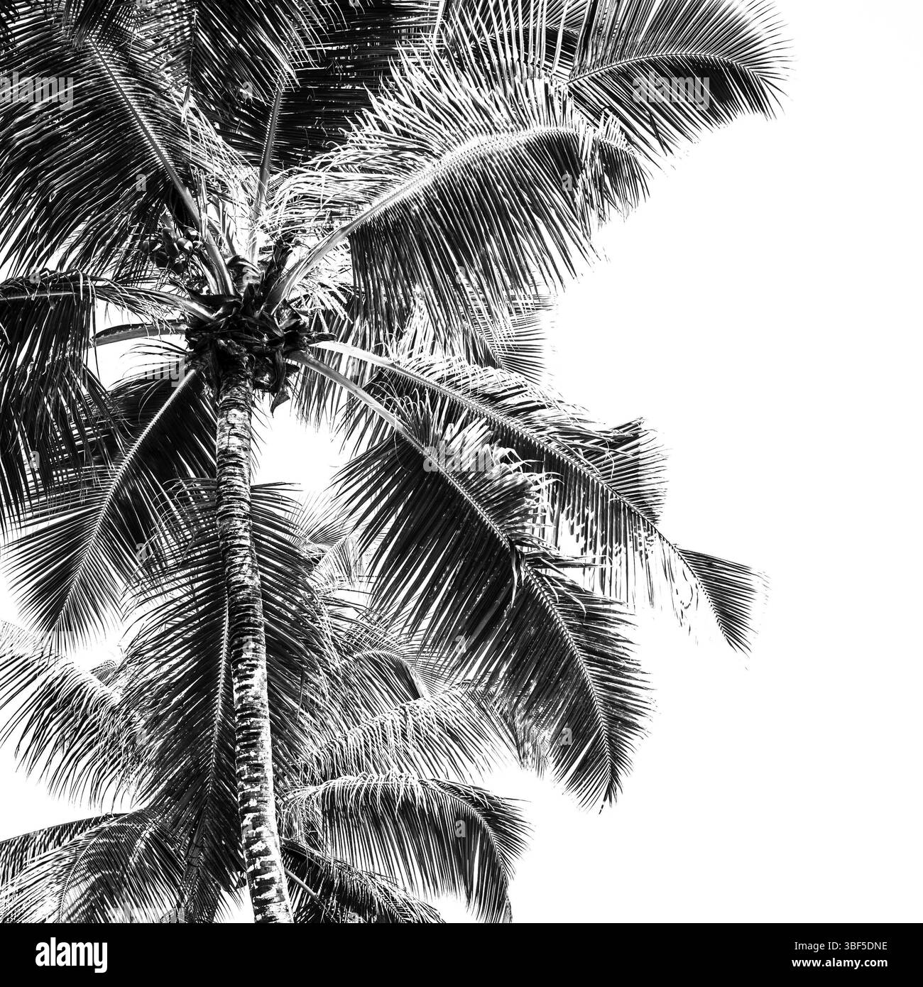 Black white graphic tropical Black and White Stock Photos & Images - Alamy