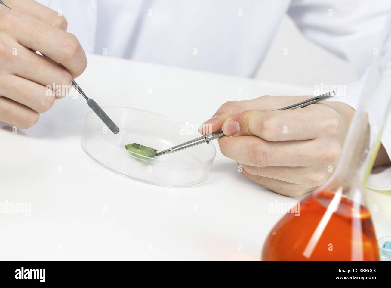 Microbiologist researching food sample with tweezers in petri dish. Quality control foods and ...