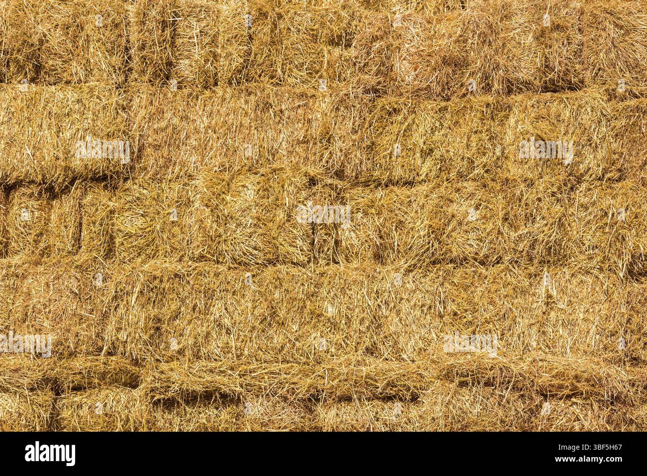 Fresh straw hay bales background. Horizontal shot Stock Photo - Alamy