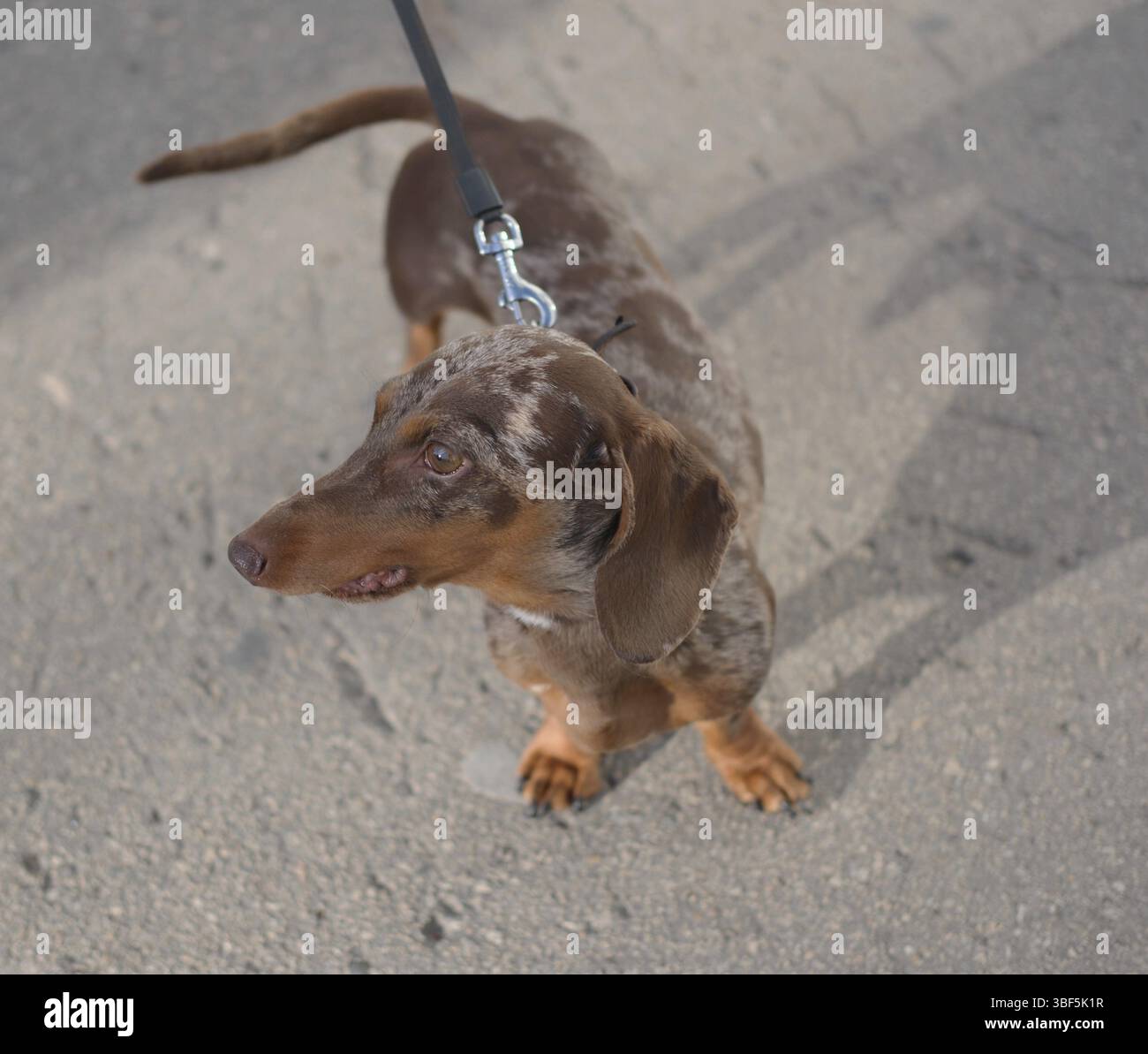 Dachshund for a walk hi-res stock photography and images - Alamy