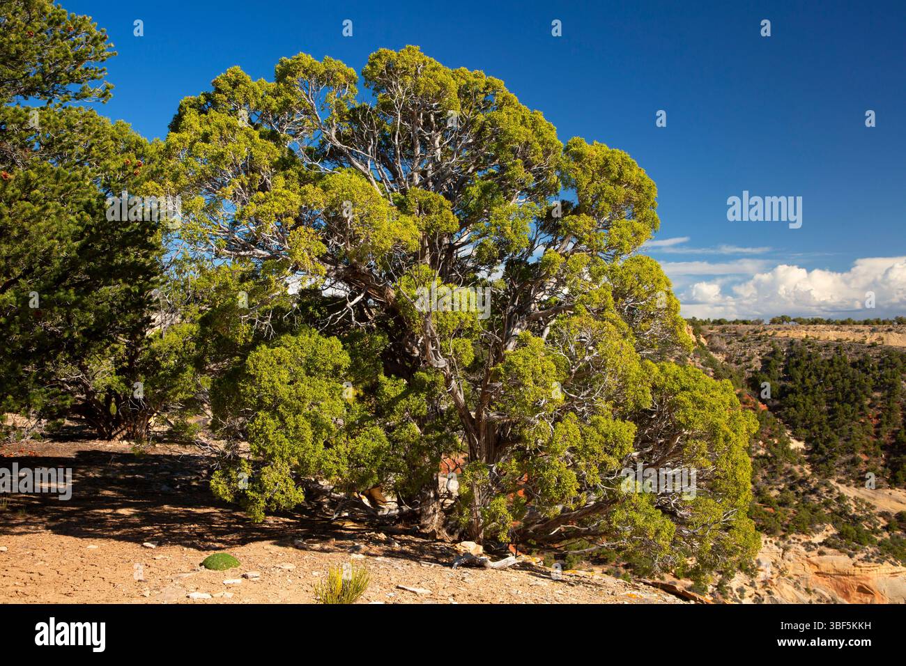Juniper along Bull Canyon Rim Trail, Dinosaur National Monument ...