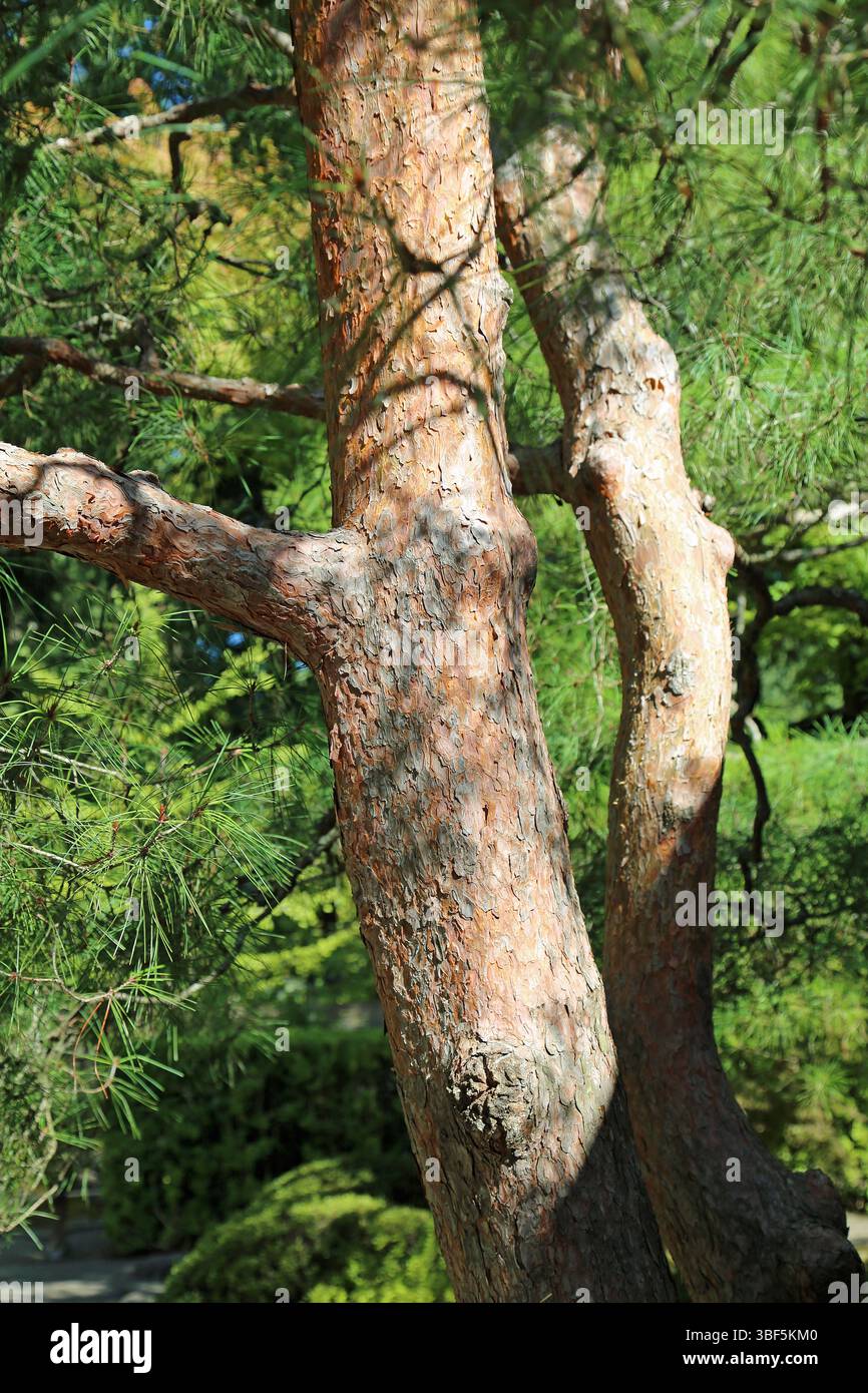 Japanese pine tree stem vertical Stock Photo - Alamy