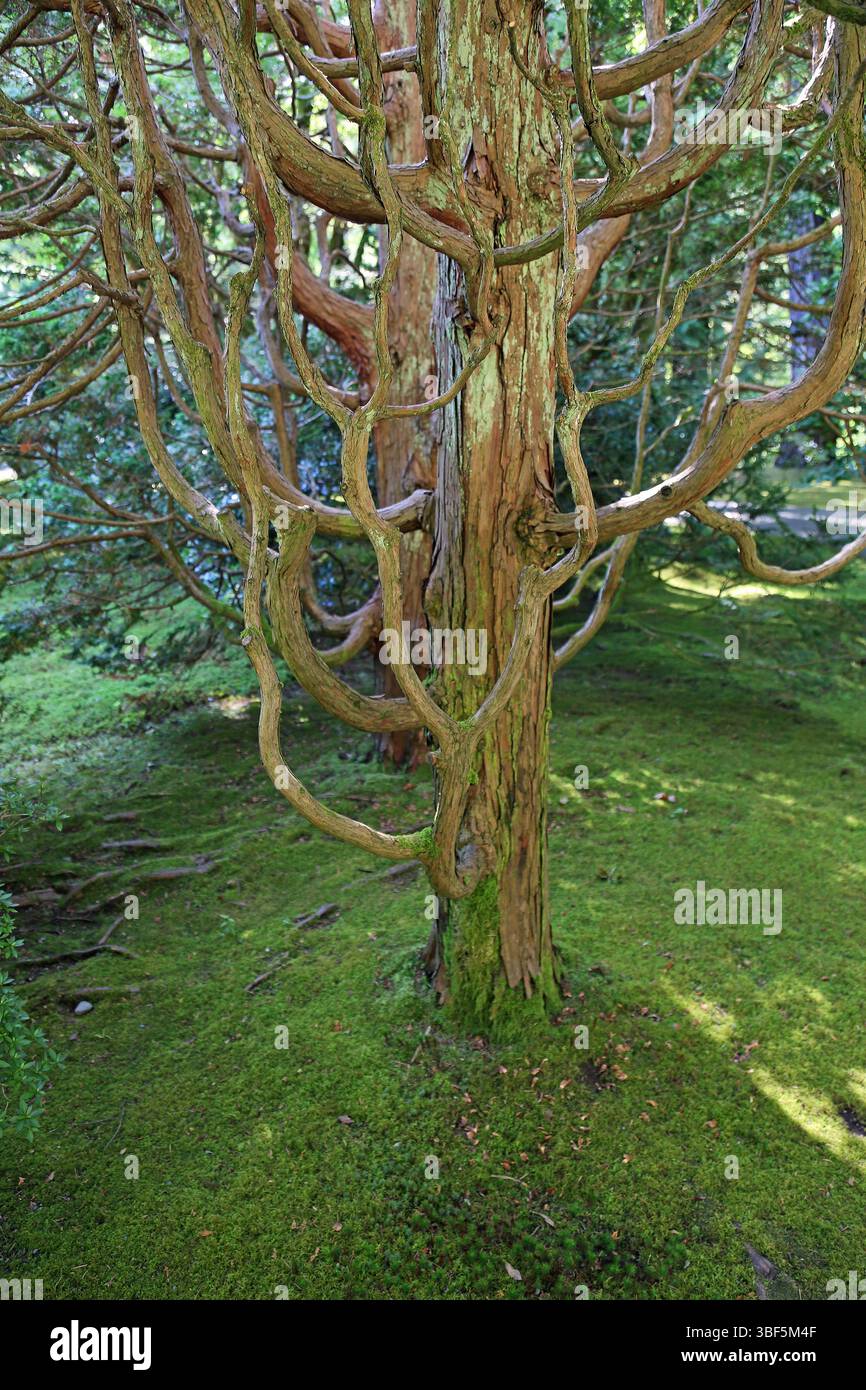 Death tree stem vertical, Oregon Stock Photo - Alamy