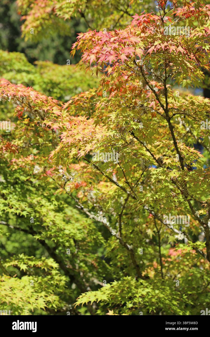 Changing colors of maple tree vertical - Oregon Stock Photo - Alamy