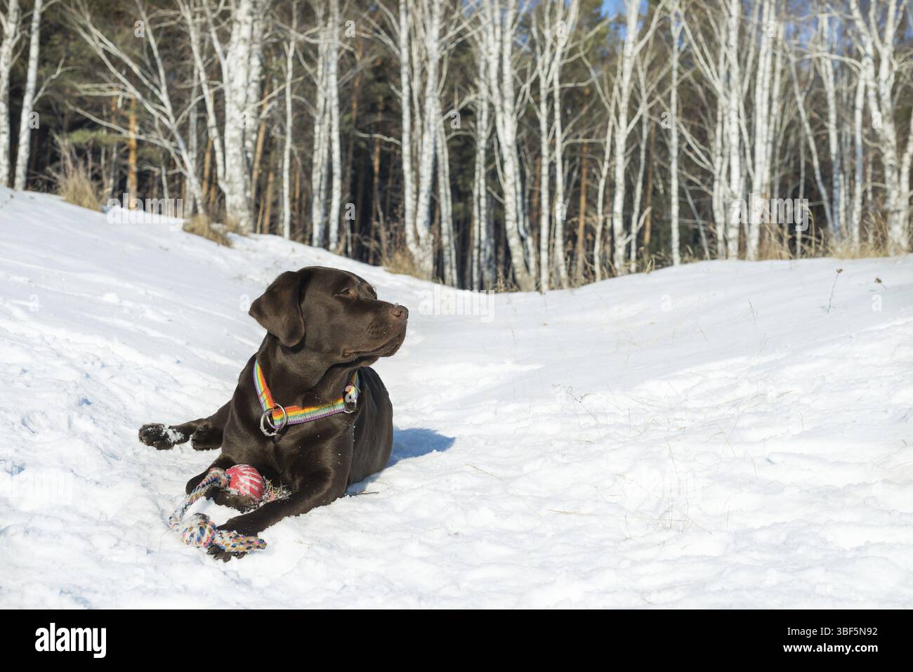 Labrador retriever chocolate labrador canis hi-res stock photography ...