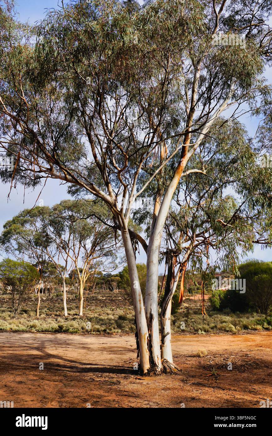 Eucalyptus sheathiana, commonly known as ribbon-barked gum or ribbon ...