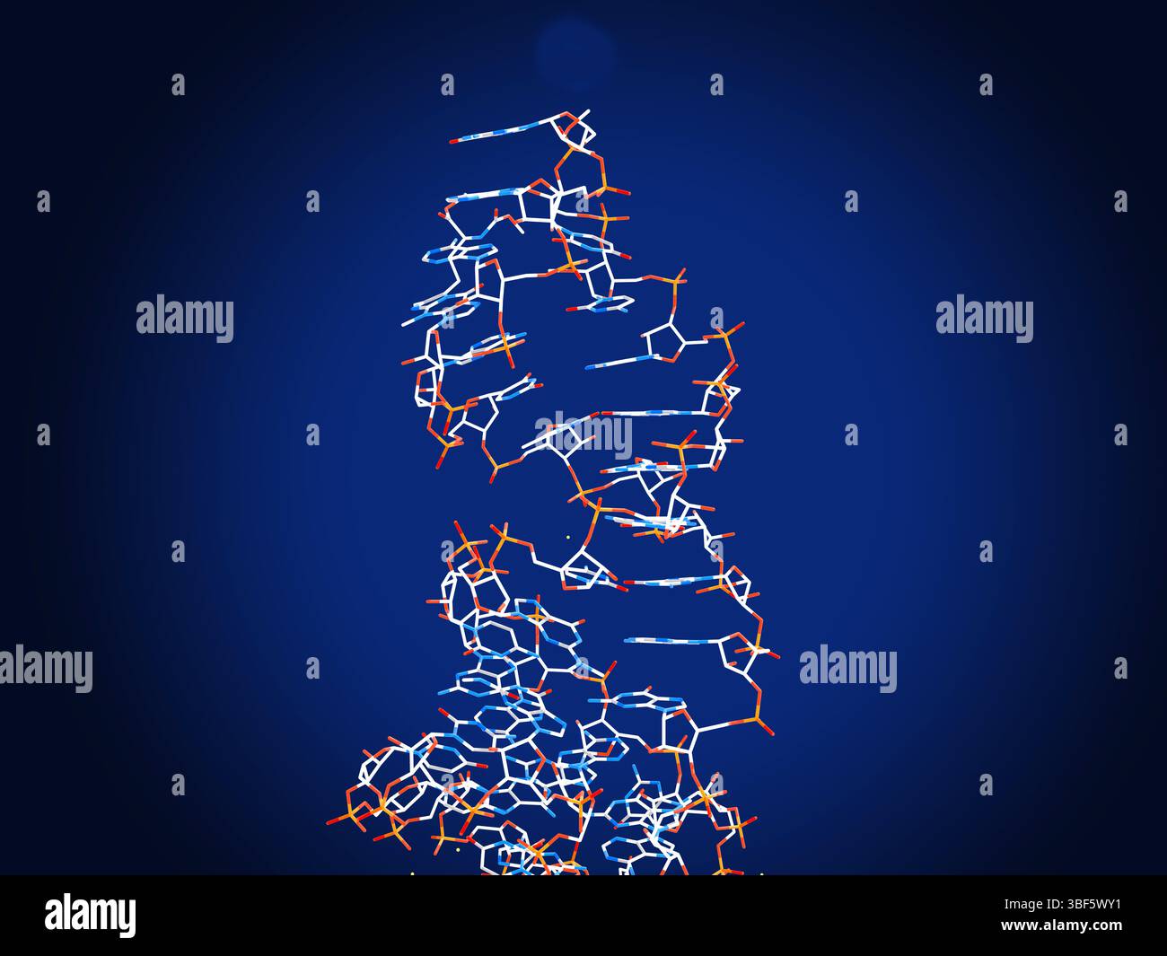 Illustration of a molecule of RNA (ribonucleic acid) in a hairpin, or ...