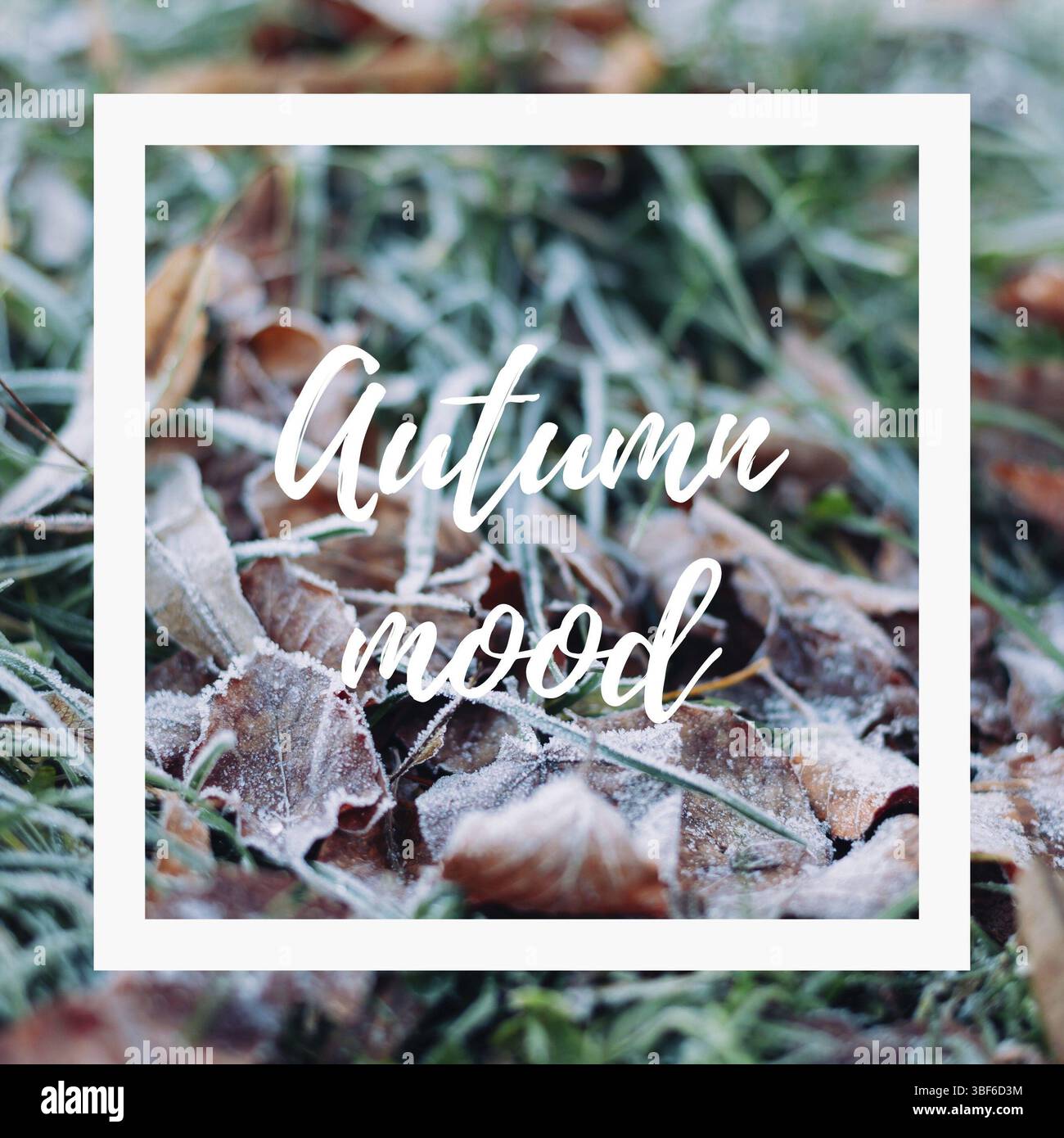 Creative layout with dry autumn leaves on the ground with green grass ...