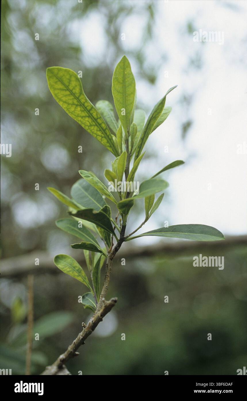 Pituri (Duboisia myoporoides Stock Photo - Alamy