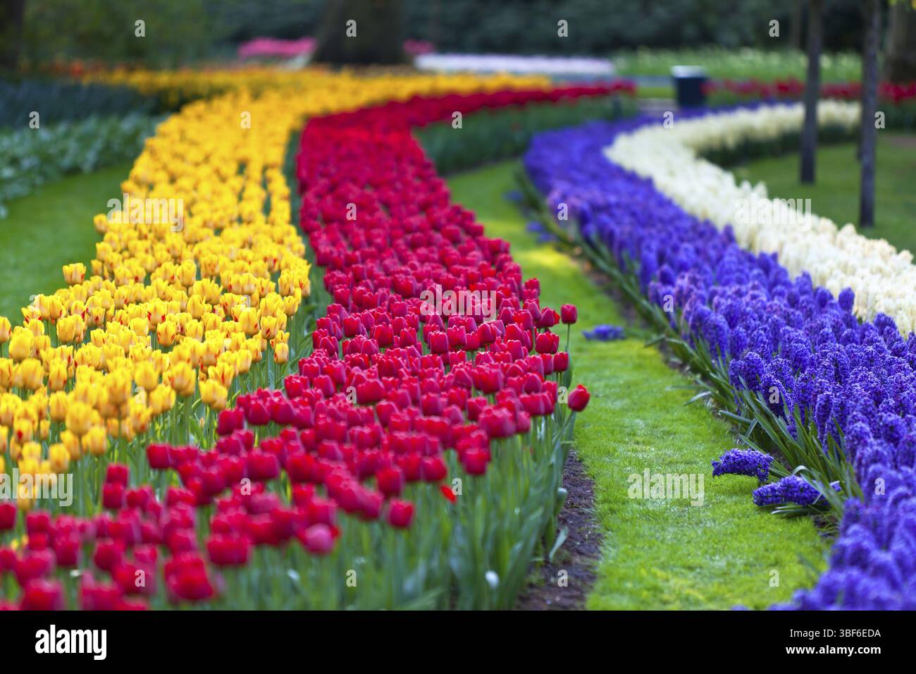 Bright flowerbed in Keukenhof - famous Holland spring flower park Stock ...