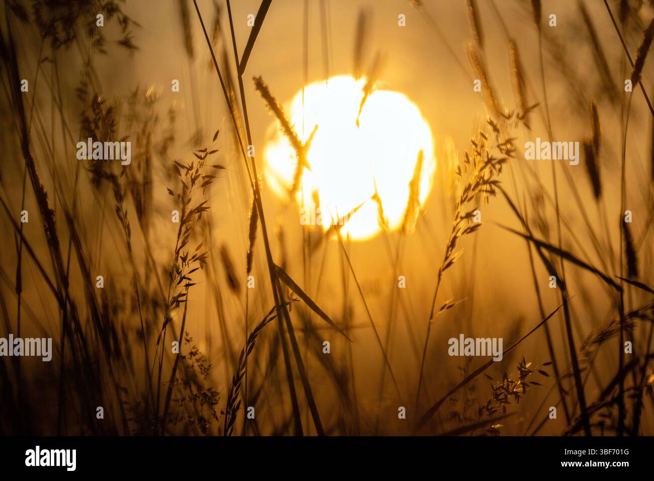 Buch, Germany. 31st May, 2025. The sun rises behind flowering grass ...