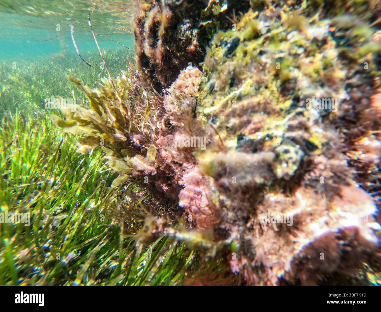 coral reef in Lake Macquarie Stock Photo - Alamy