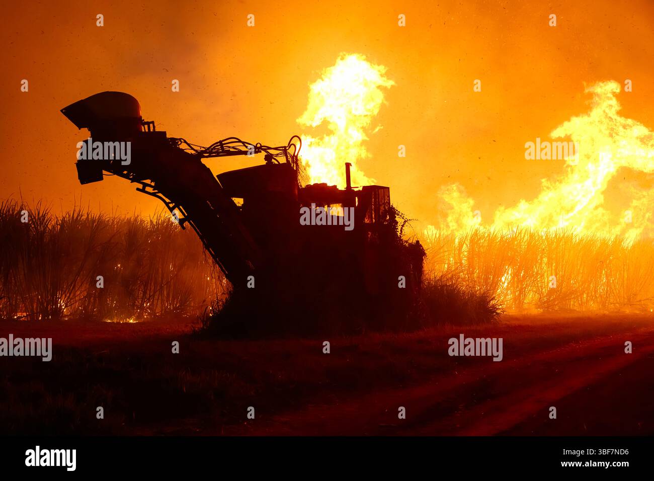 Sugarcane cane fire harvest, burning crop farm field, harvester ...