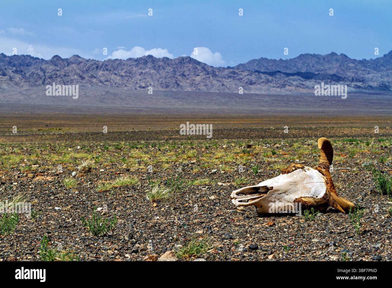 Cow in a desert hi-res stock photography and images - Alamy