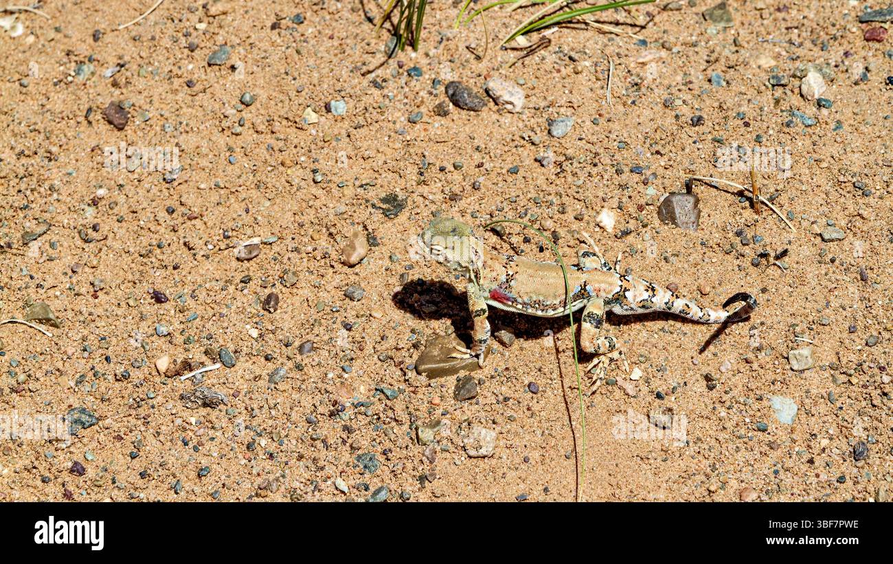 A Toad Headed Agama in the mongolia desert Stock Photo - Alamy