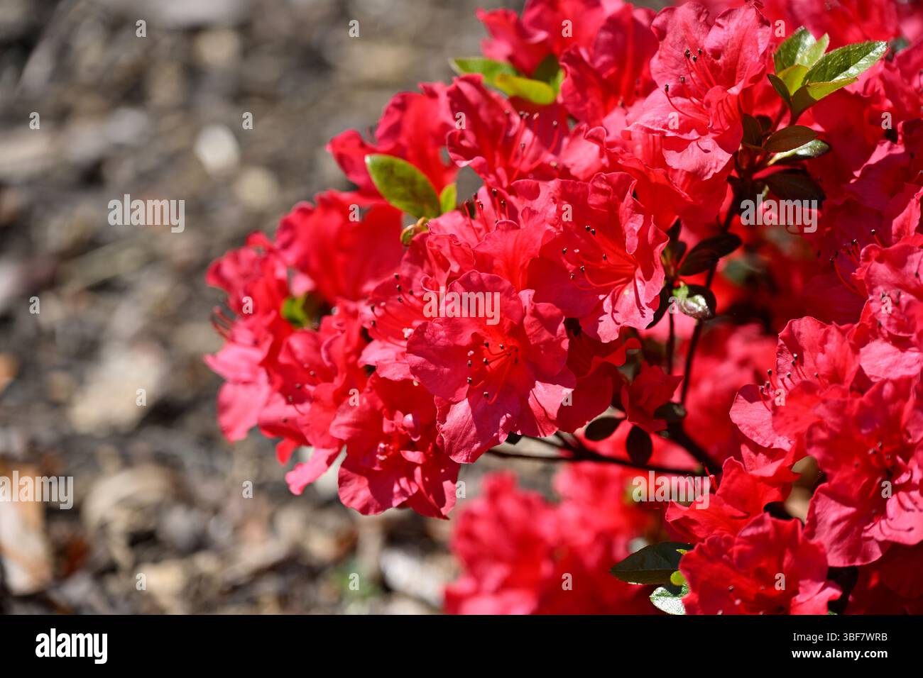 Red spring flowers and buds of deciduous azalea, Rhododendron 'Johana ...