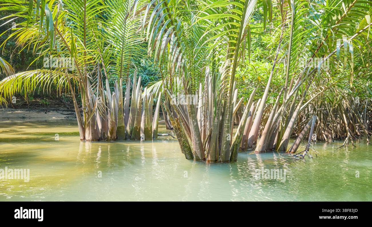 Jungle river on Palawan island, Philippines Stock Photo - Alamy