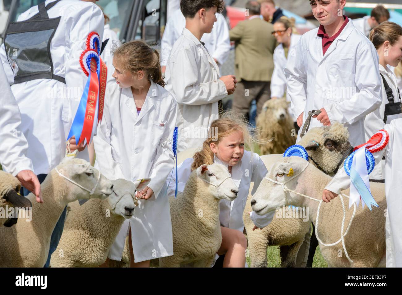 Shepton Mallet, Somerset, UK. 30th May 2025. Young sheep handlers ...