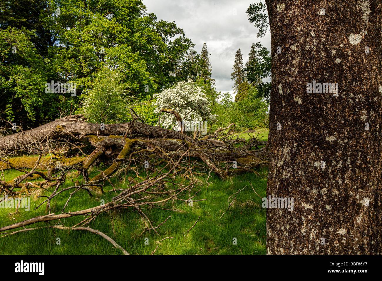 A "postcard' from the glorious Dinefwr Park, Llandeilo, Carmarthen ...