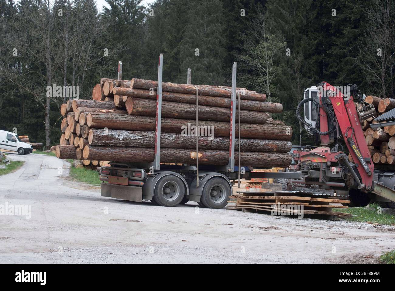 Transport of wood by truck. logistics in forestry and the forest ...