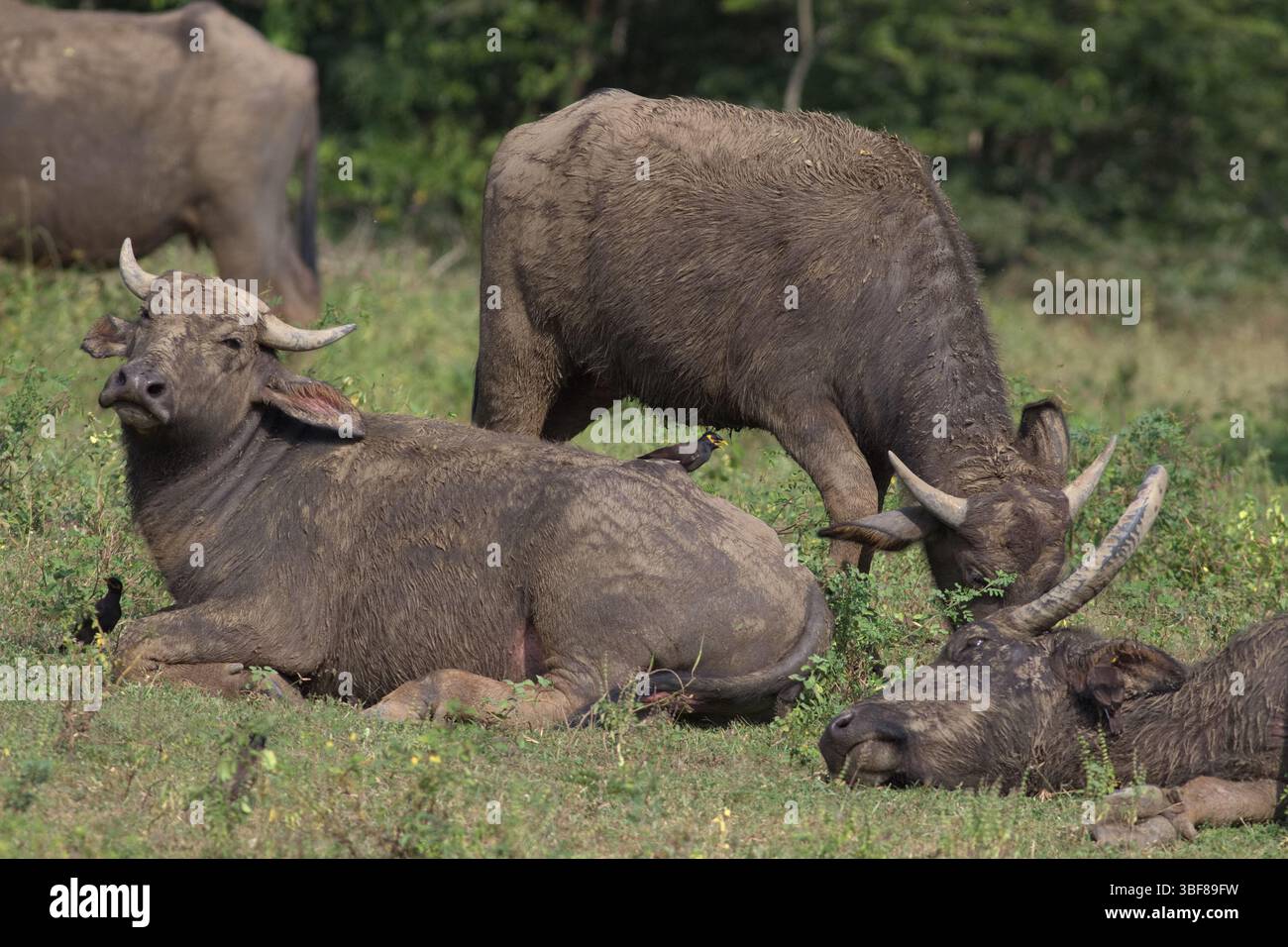 Water buffalo bulls and cows sitting and resting on swamp grass near ...