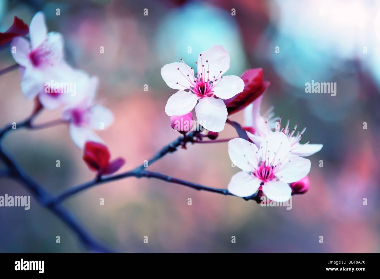 Plum blossom design hi-res stock photography and images - Alamy