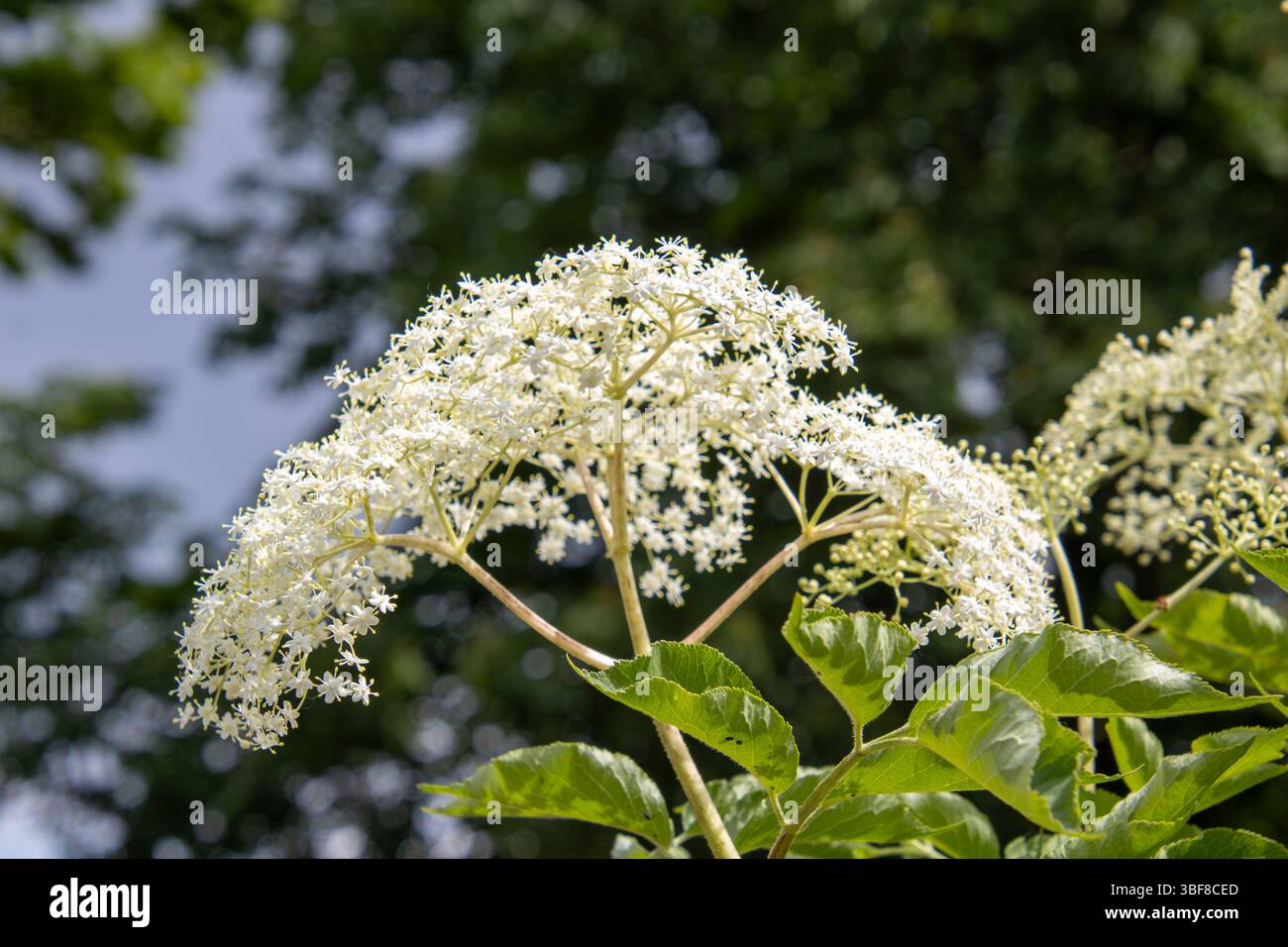 Sambucus nigra sommer hi-res stock photography and images - Alamy