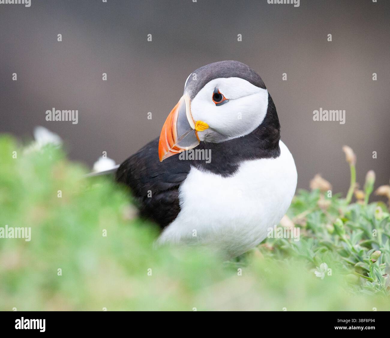 Head and shoulders puffin hi-res stock photography and images - Alamy
