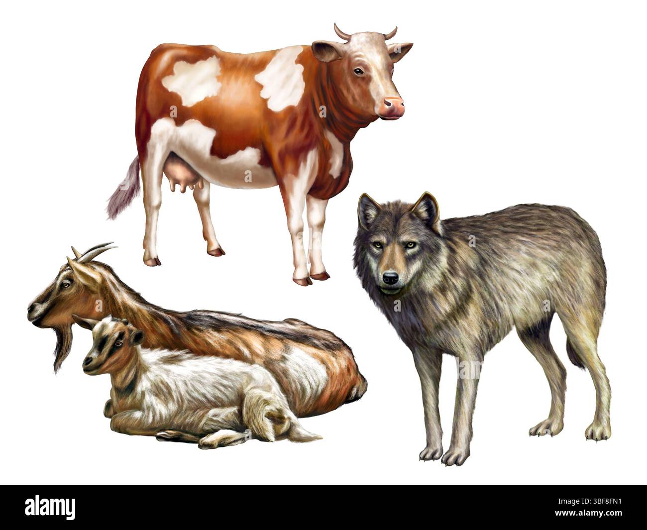 Wolf, cow and goats. Farm animals, original digital illustration ...