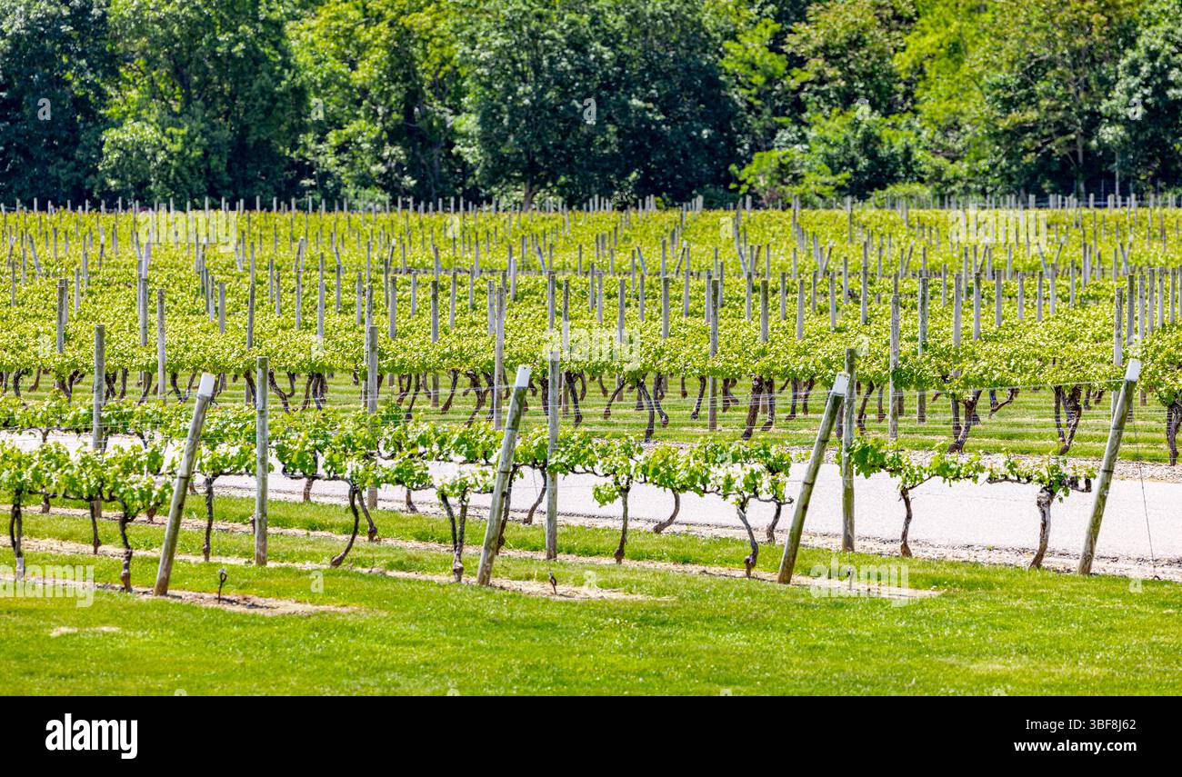 rows of grape vines planted at kontokosta vineyards in greenport, ny ...