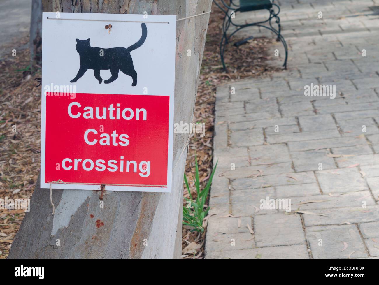 Slow cats crossing hi-res stock photography and images - Alamy