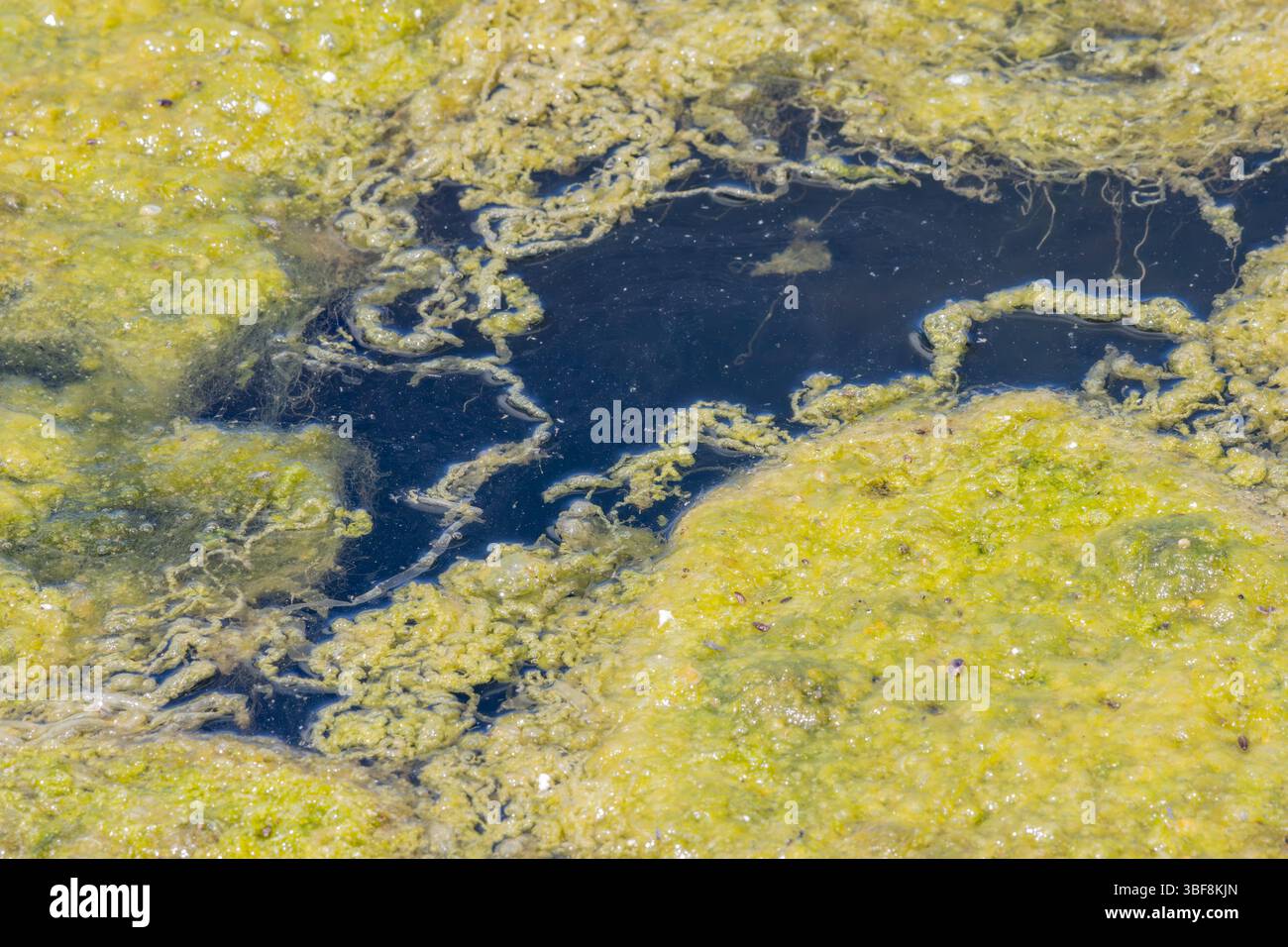 Green filamentous algae forming a thick layer on the surface of a ...