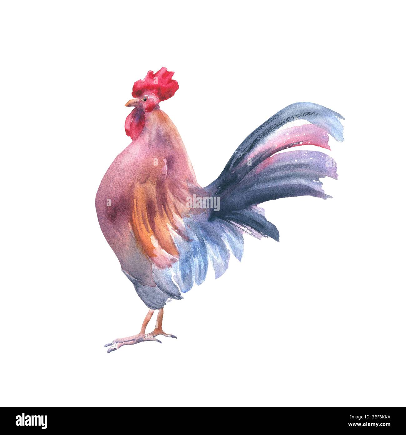 Hand drawn cockerel farm Cut Out Stock Images & Pictures - Alamy