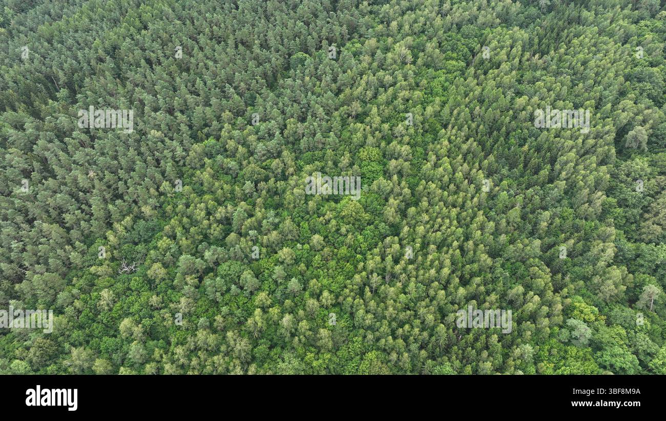 Aerial drone view of green forest trees Stock Photo - Alamy