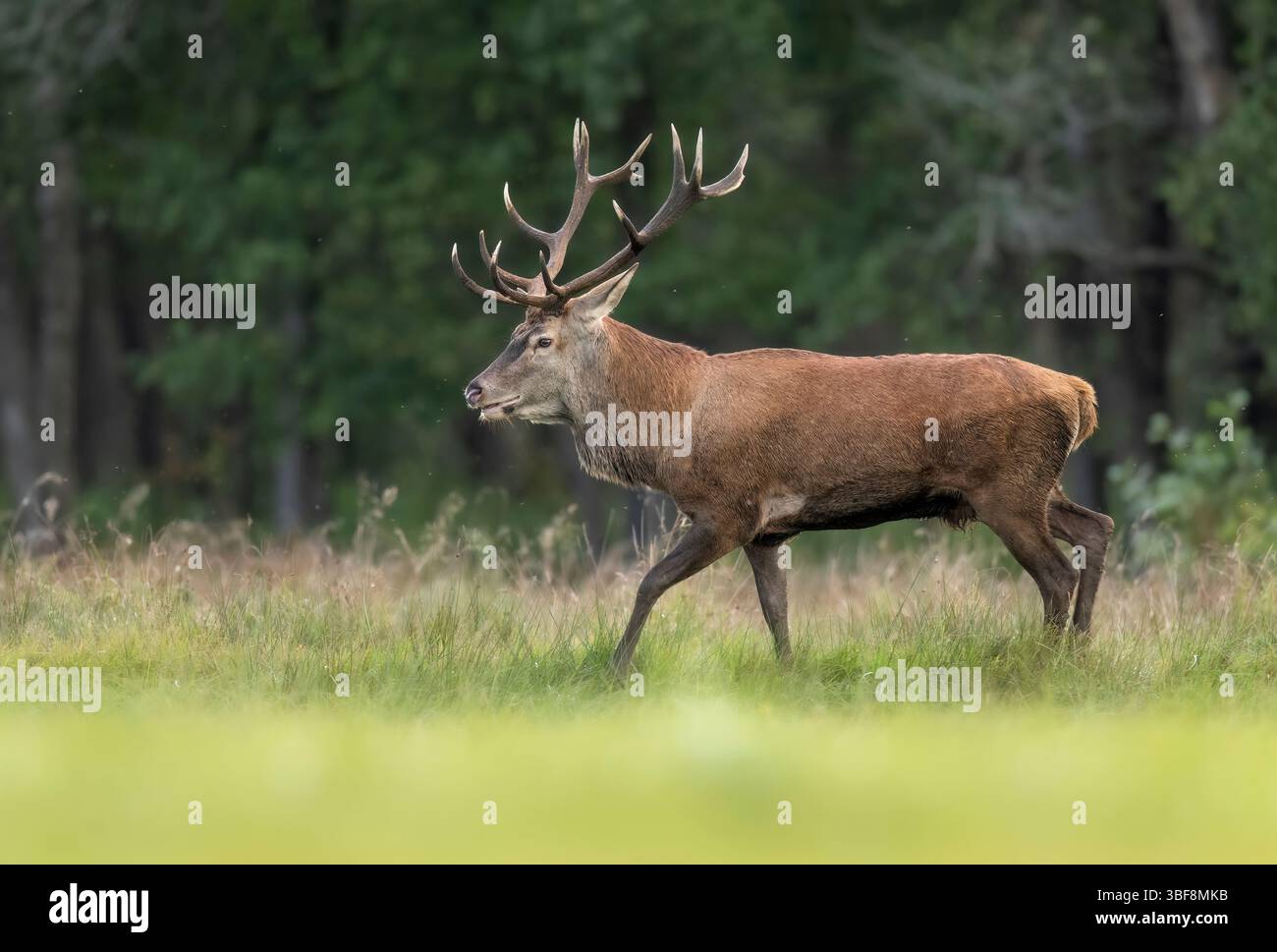 European deer male buck ( Cervus elaphus ) during rut Stock Photo - Alamy