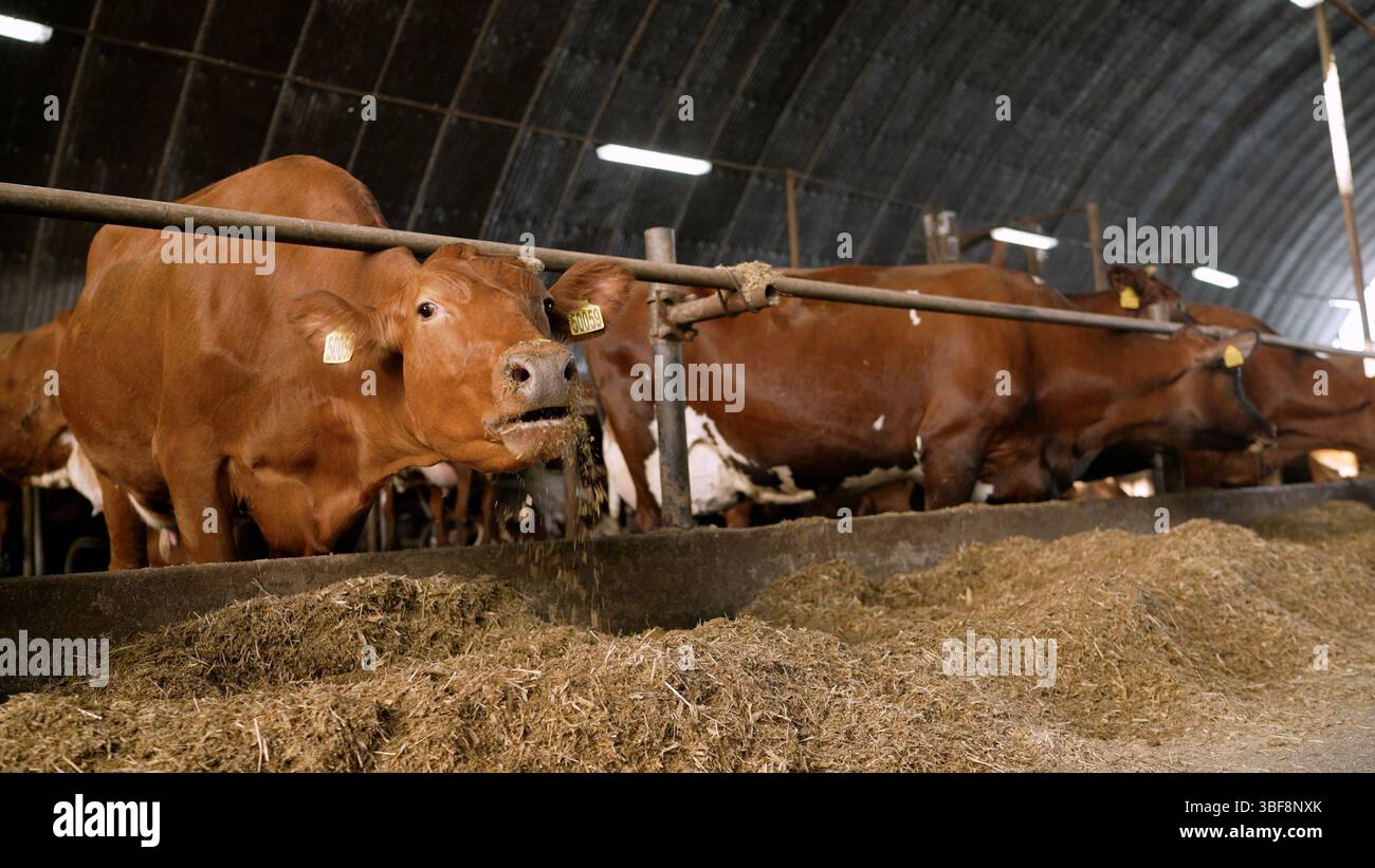 Healthy cows enjoying hay in a modern barn, highlighting the benefits ...