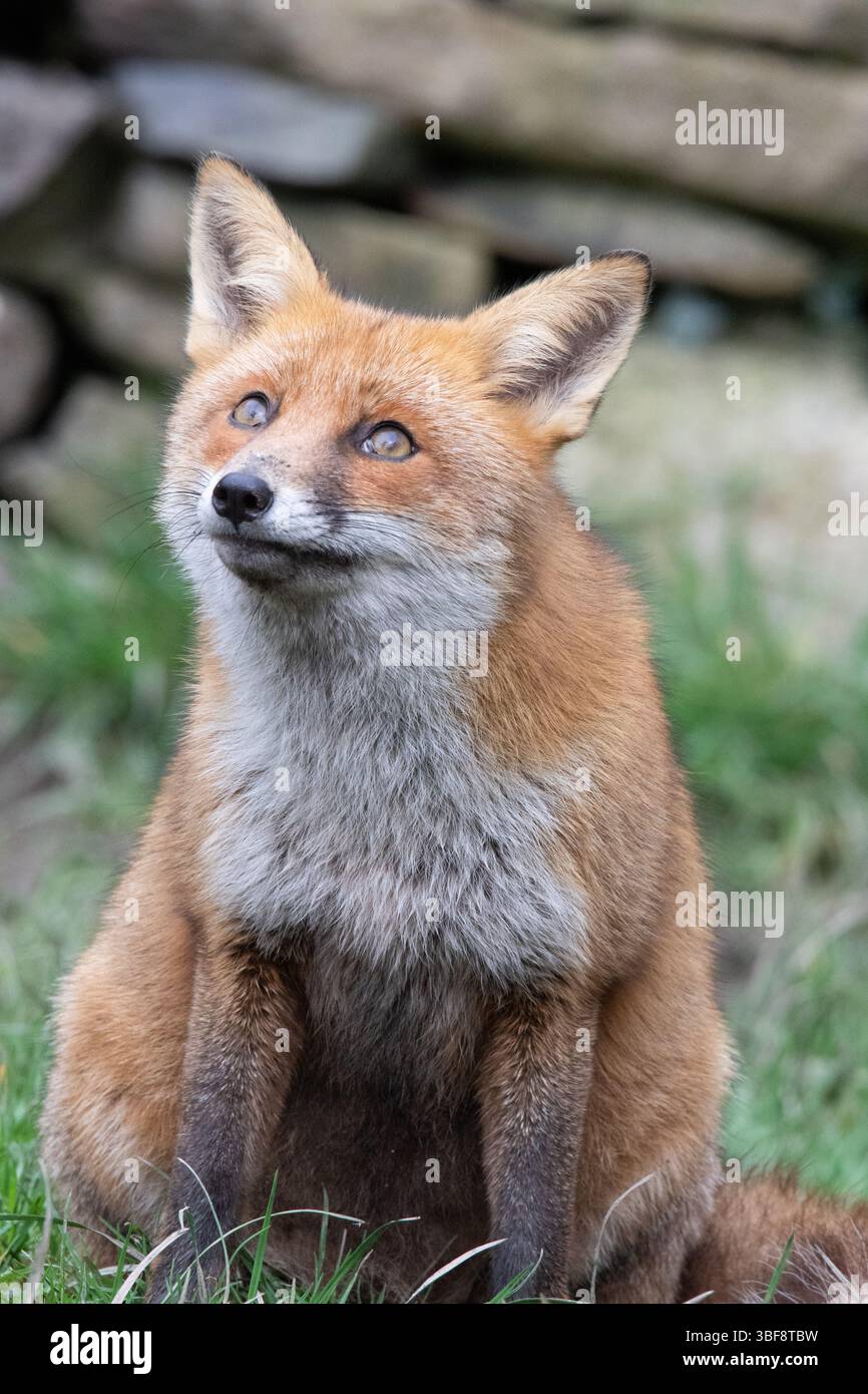Adult red fox in forest hi-res stock photography and images - Alamy