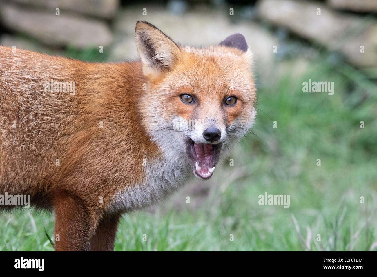 Baby fox ireland hi-res stock photography and images - Alamy