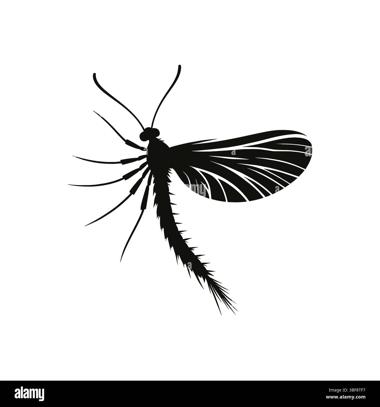 Mayfly silhouette Black and White Stock Photos & Images - Alamy
