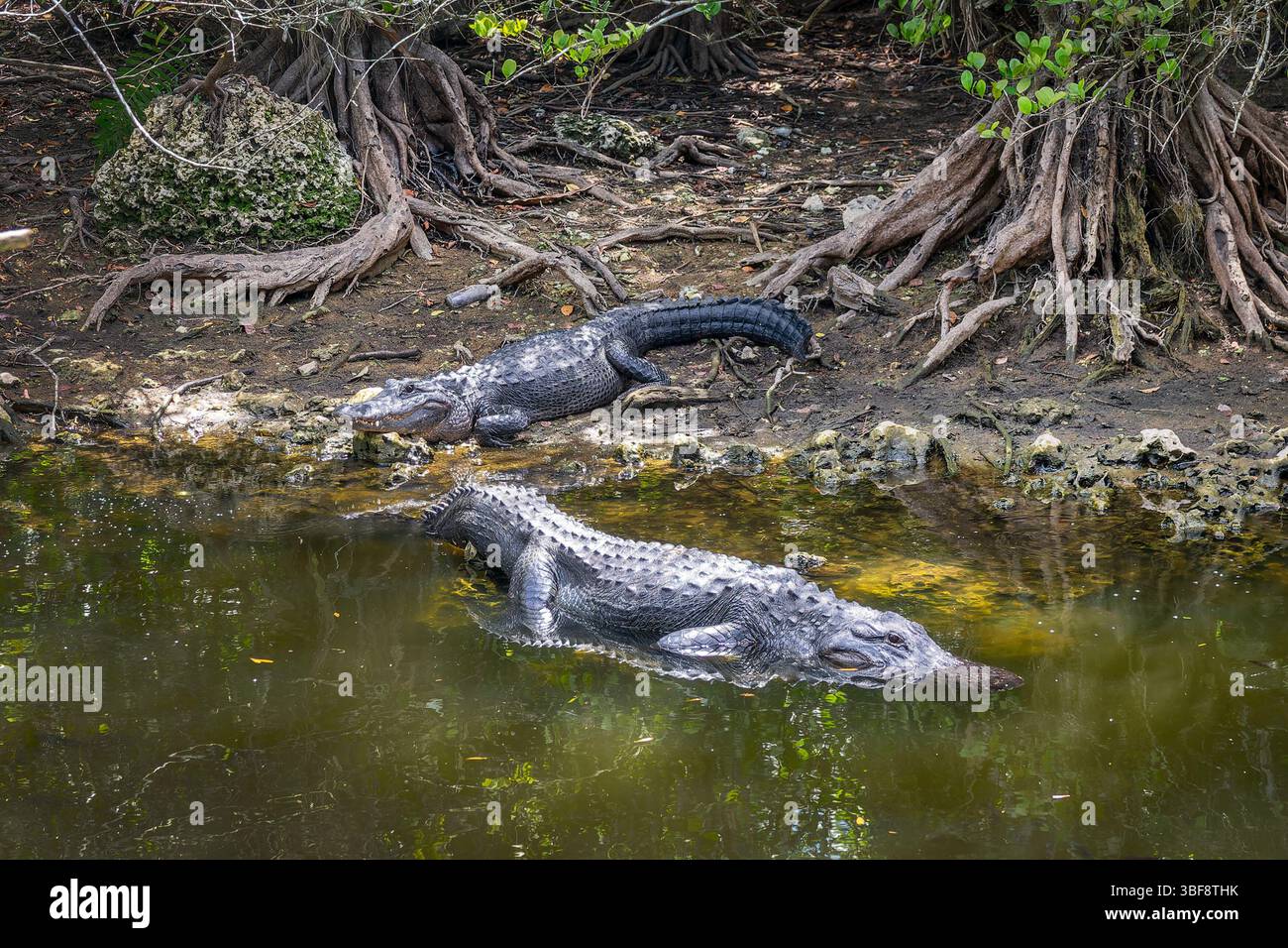 Pair alligators in swamp hi-res stock photography and images - Alamy