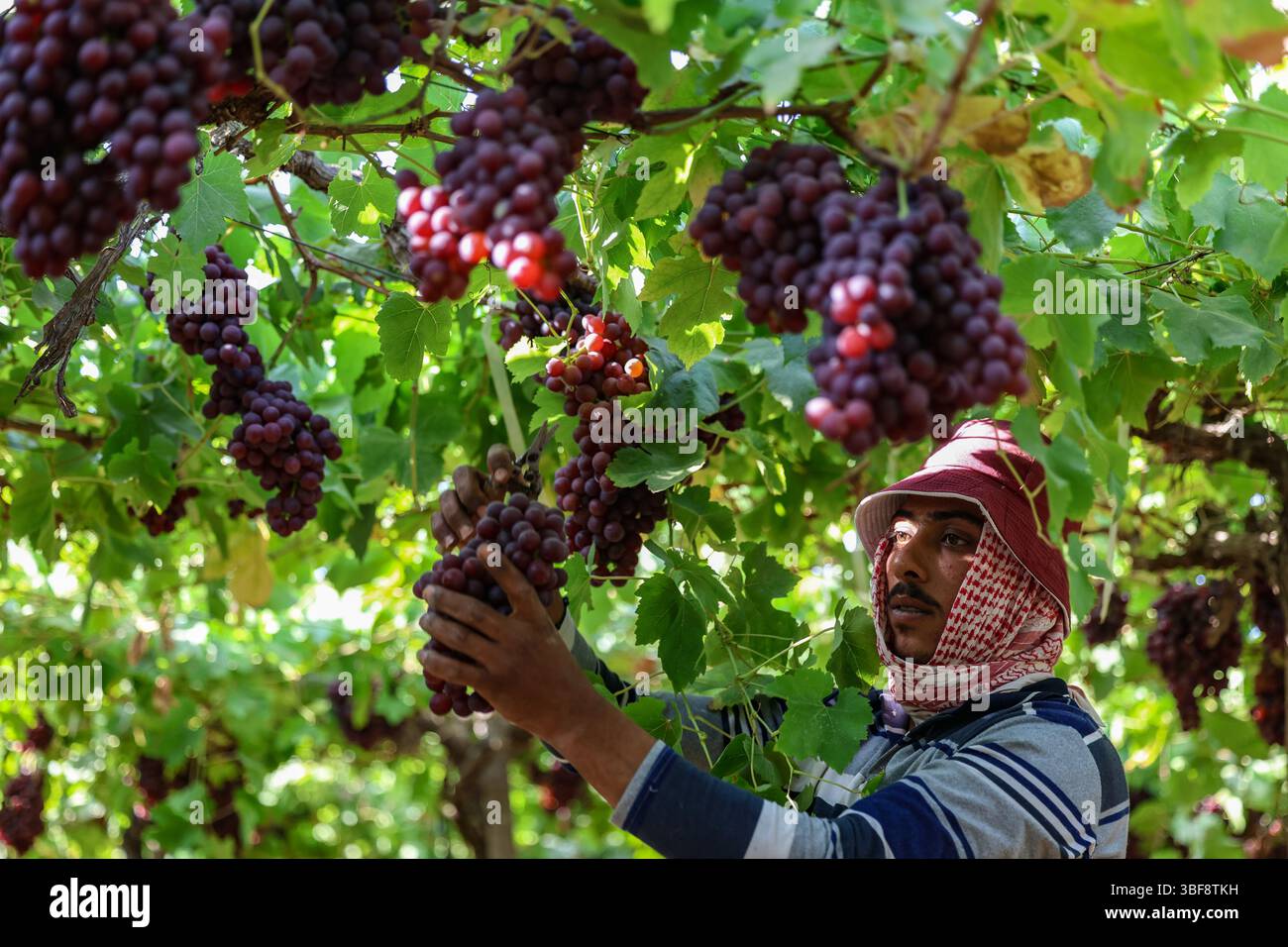 In Beheira, Egypt, on May 31, 2025, the harvest season begins in the ...