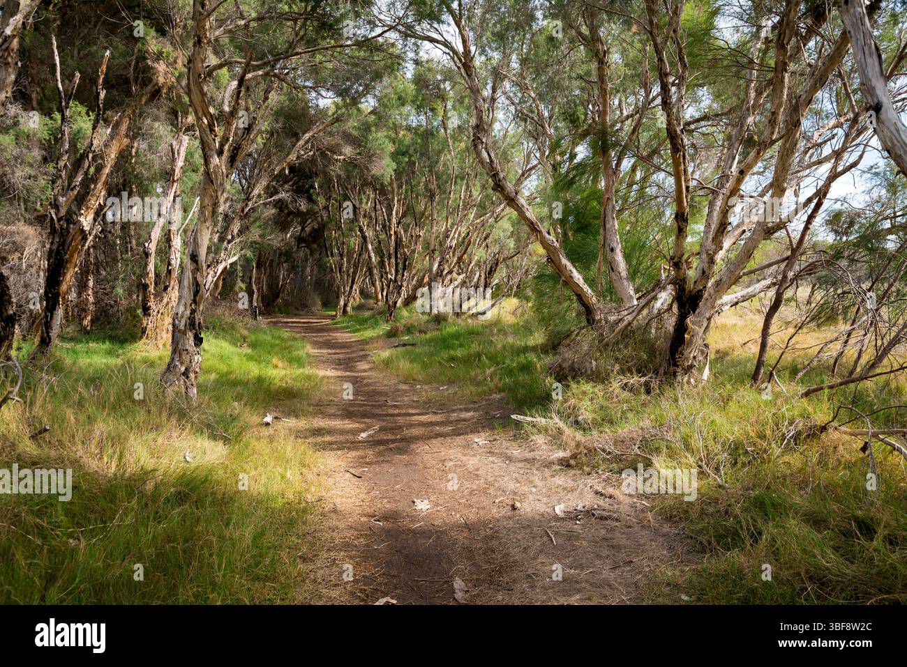 Peaceful Pathway Through a Serene Forest with Lush Greenery at Lake ...