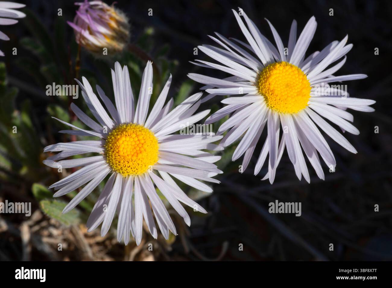 Ouray utah hi-res stock photography and images - Alamy