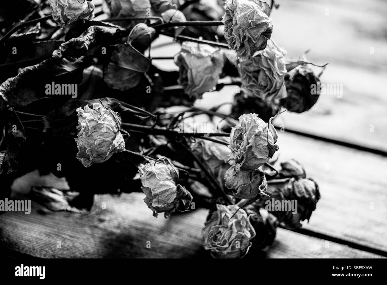 Stems without flowers Black and White Stock Photos & Images - Alamy