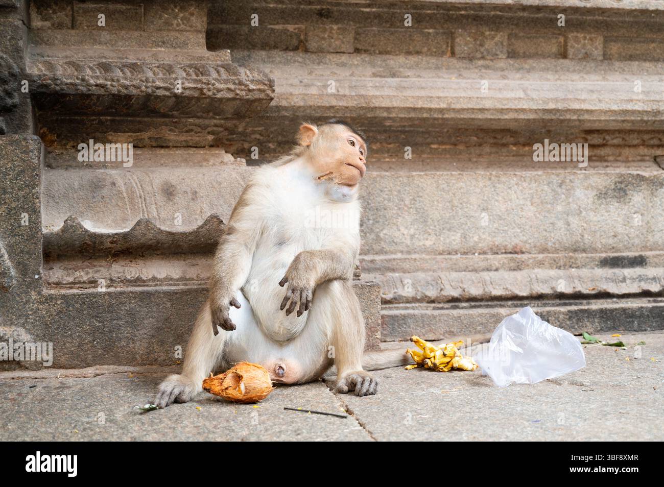 Barbary Macaque Ape, Rhesus Monkey Infested With Worms From Fly ...