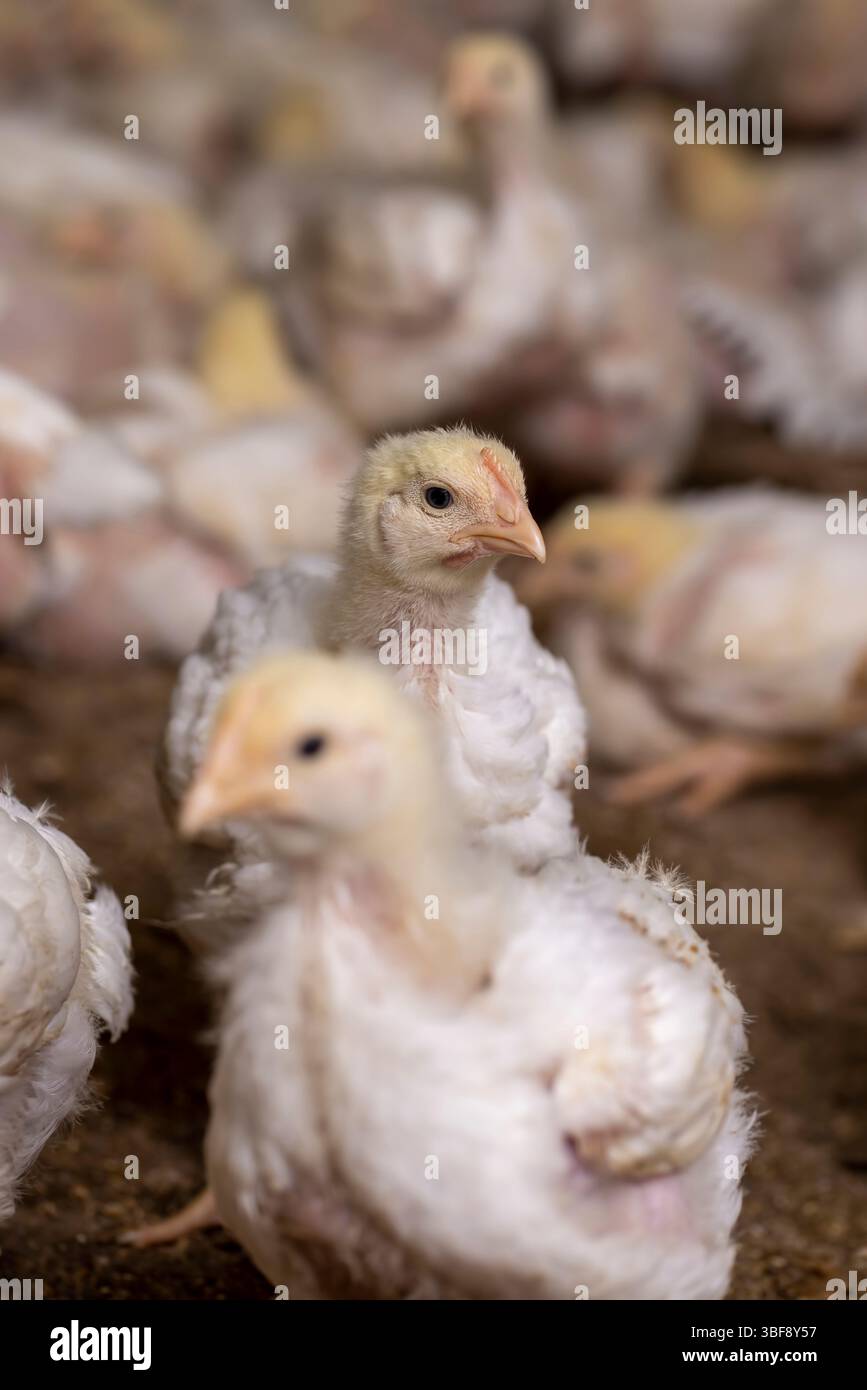 chicken during the change of fluff to feathers closeup, a poultry farm ...