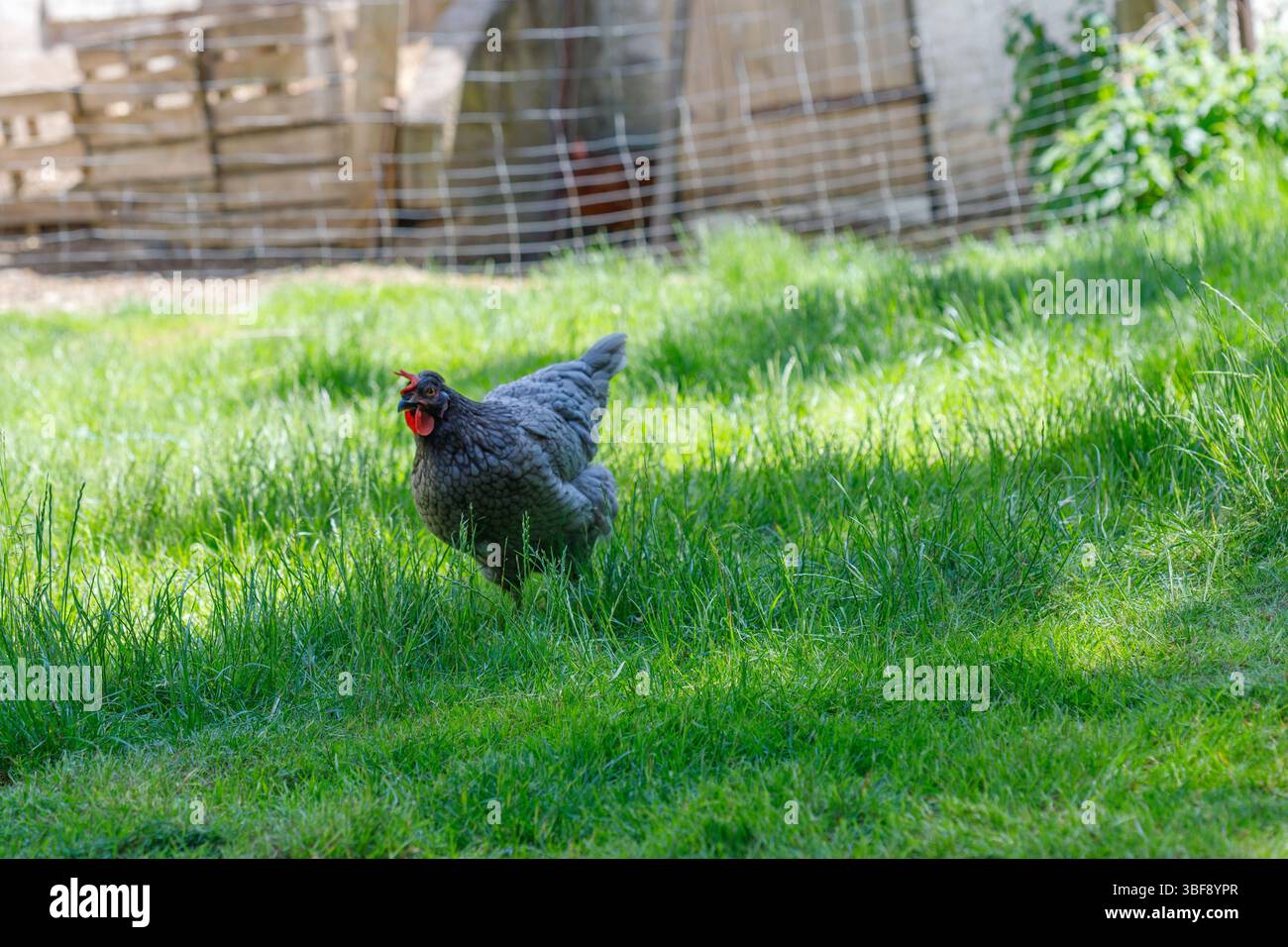 A grey chicken stands in a field of green grass, facing left ...