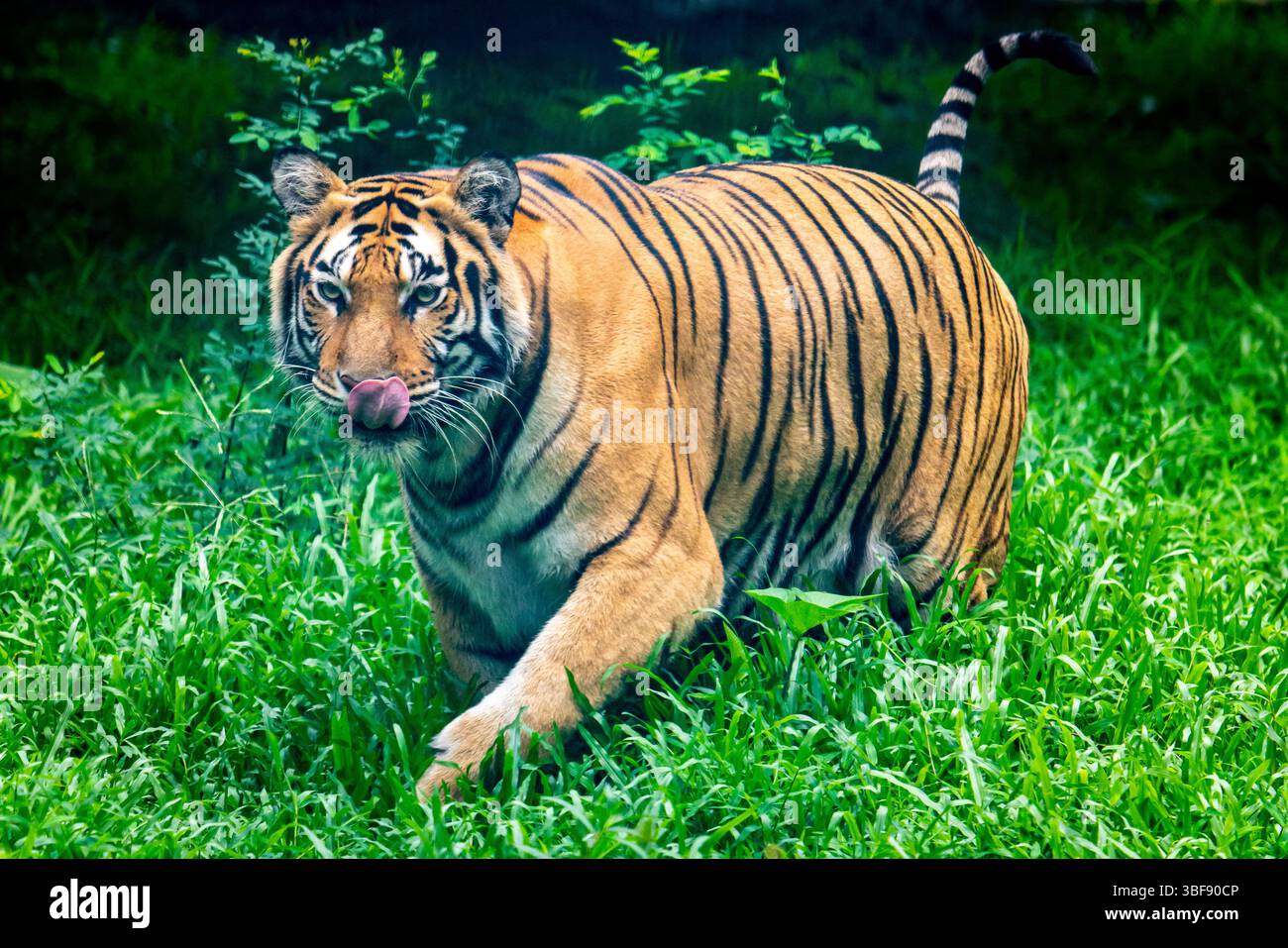 The Bengal tiger is a population of the Panthera tigris tigris ...