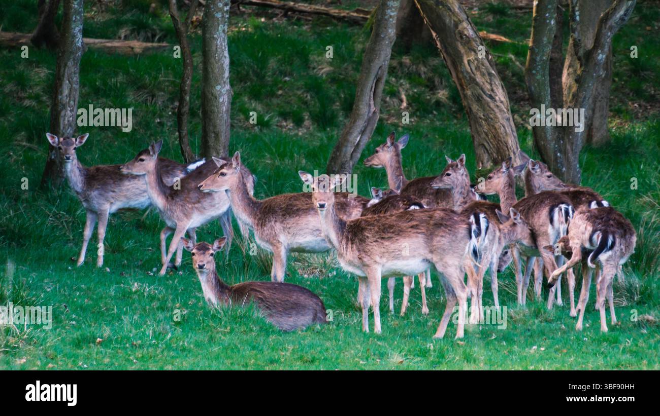 A group of fallow deer relaxes in a vibrant green clearing within a ...