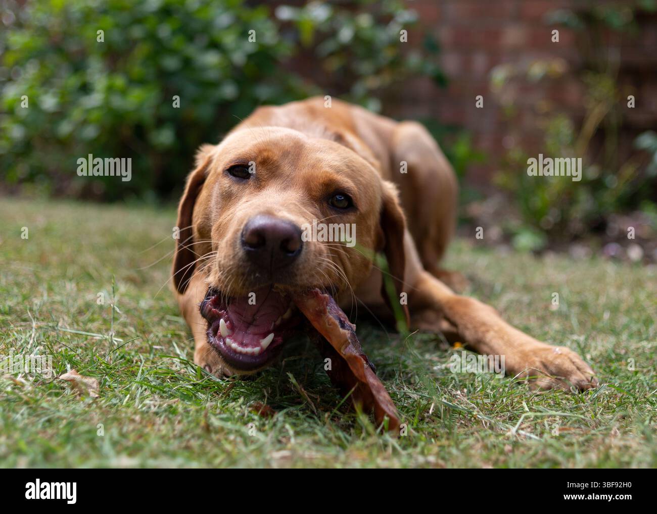 Fox red Labrador dog chewing on a pig's ear Stock Photo - Alamy